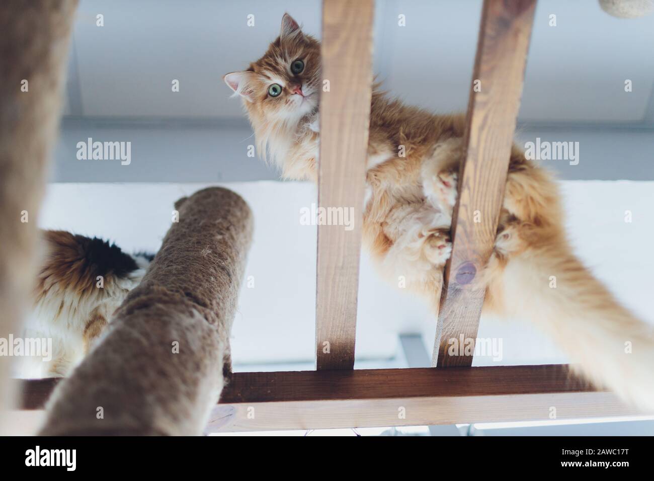 Beautiful red cat in focus. Cat's eye Stock Photo - Alamy