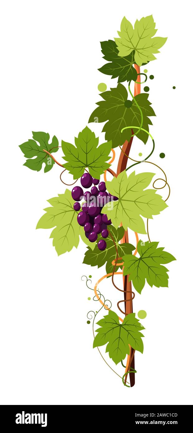 Vine vertical twig isolated icon, grape bunch Stock Vector Image & Art ...