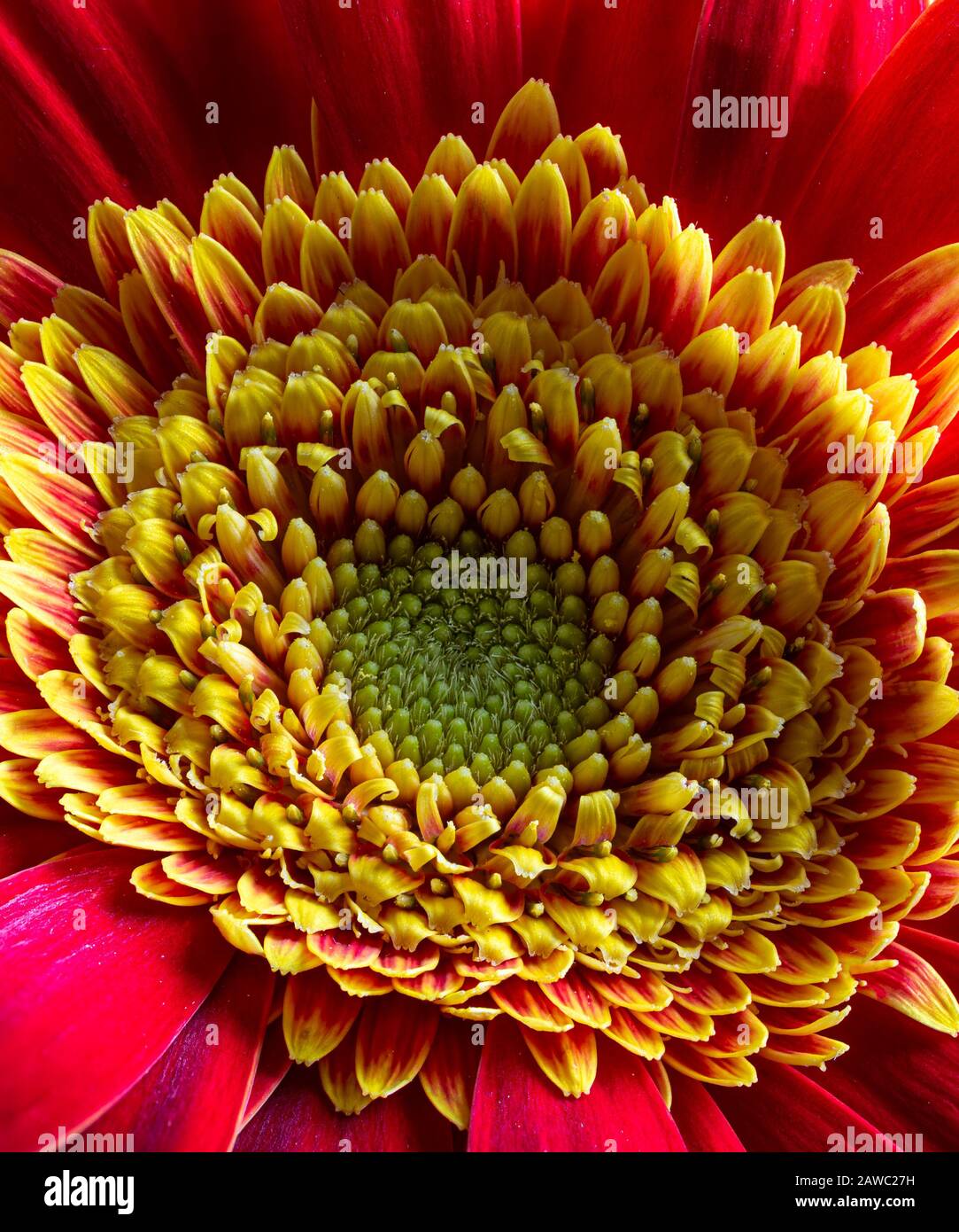 Gerbera daisy colors hi-res stock photography and images - Alamy