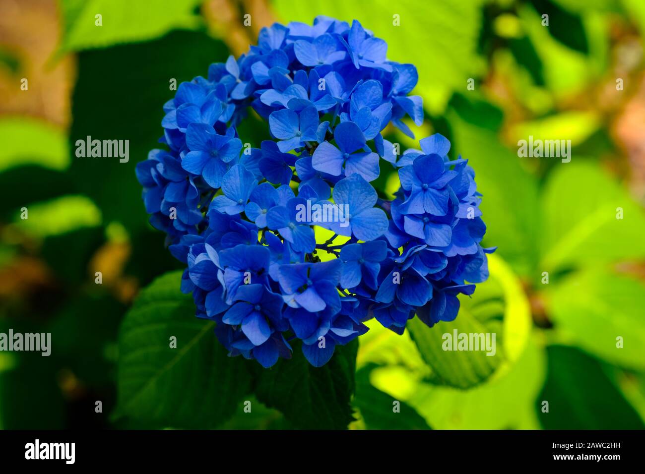 Beautiful blue hydrangea Stock Photo - Alamy