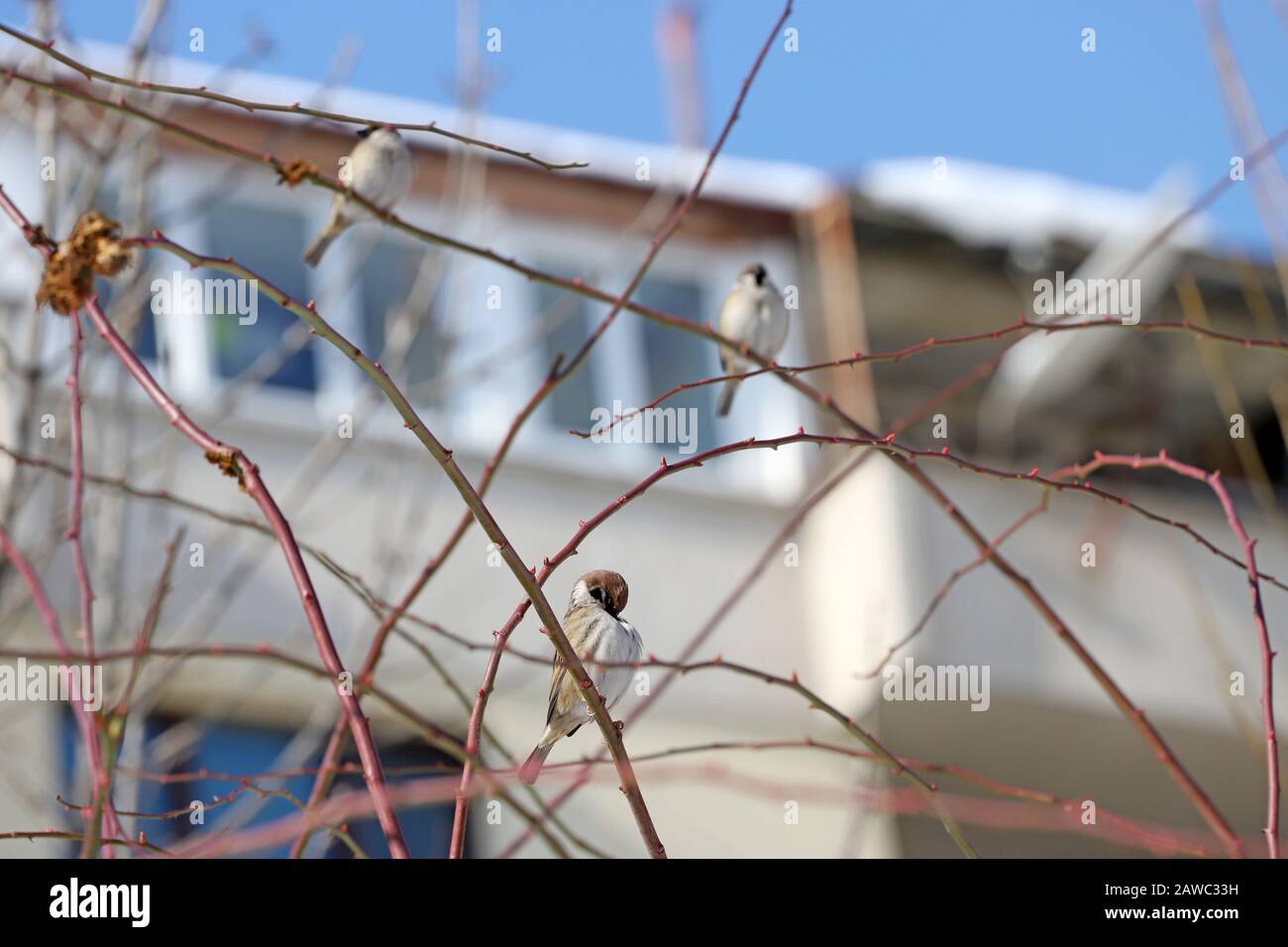 Rose hips bird hi-res stock photography and images - Alamy