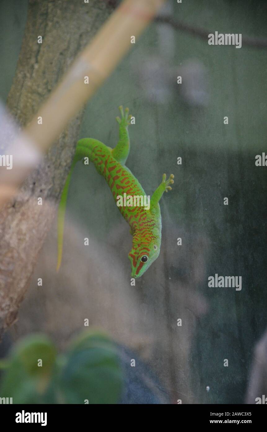 Geico gecko hi-res stock photography and images - Alamy