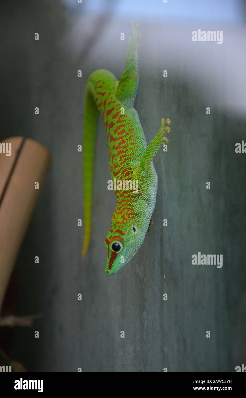 Geico gecko hi-res stock photography and images - Alamy