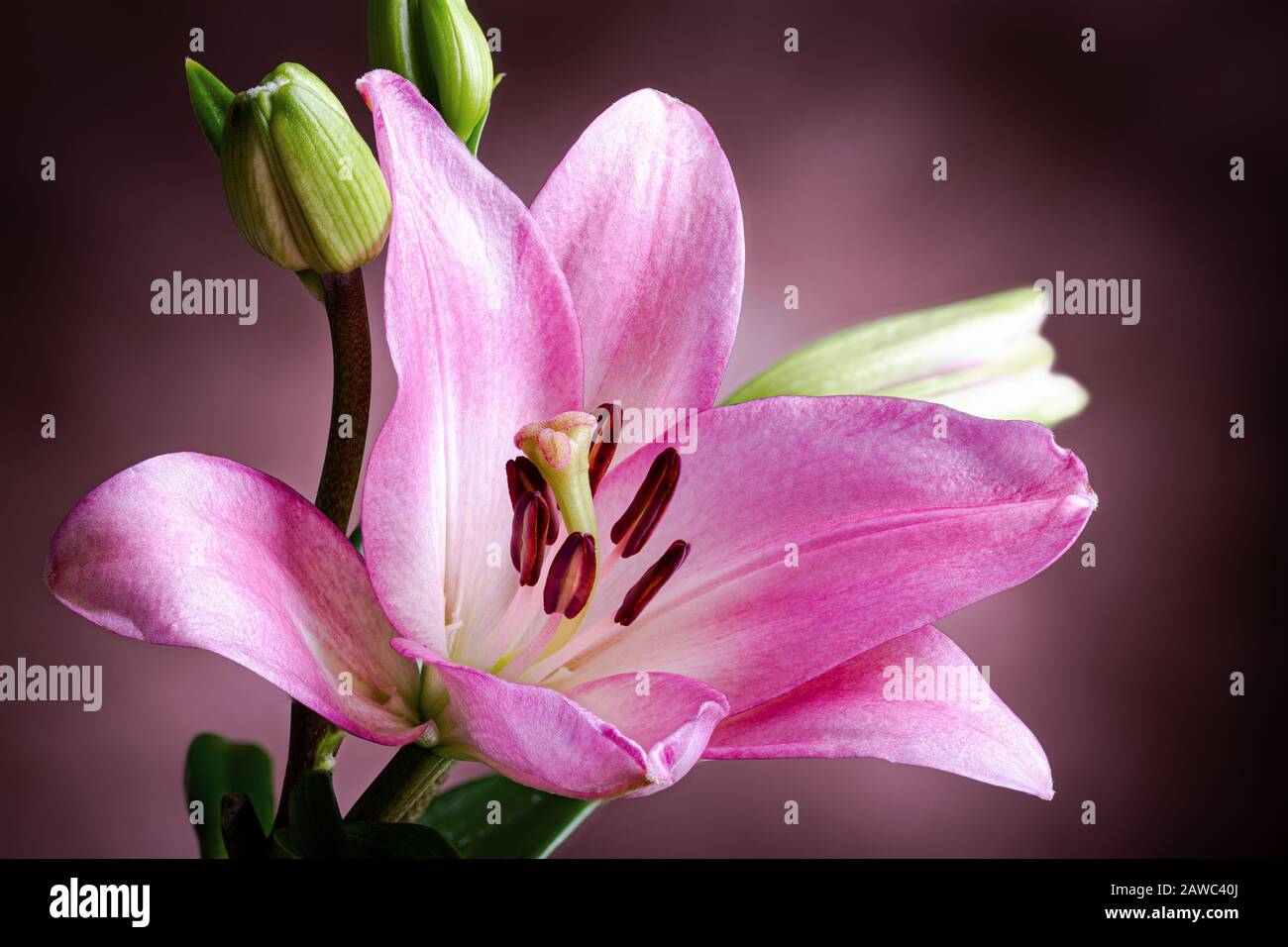 Pink beautiful lily close hi-res stock photography and images - Alamy