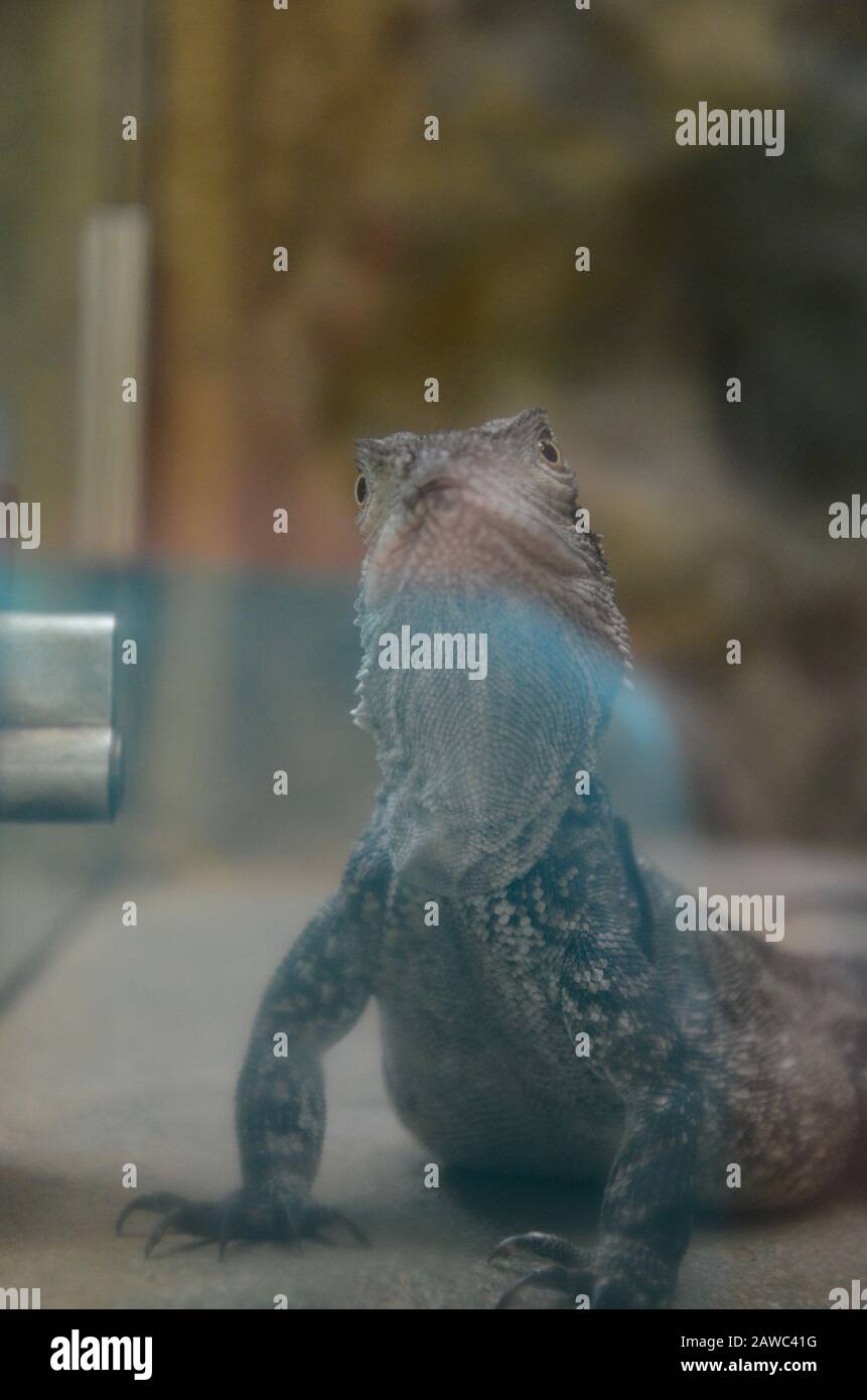 Australian native Jacky Dragon lizard, Amphibolurus muricatus Stock ...