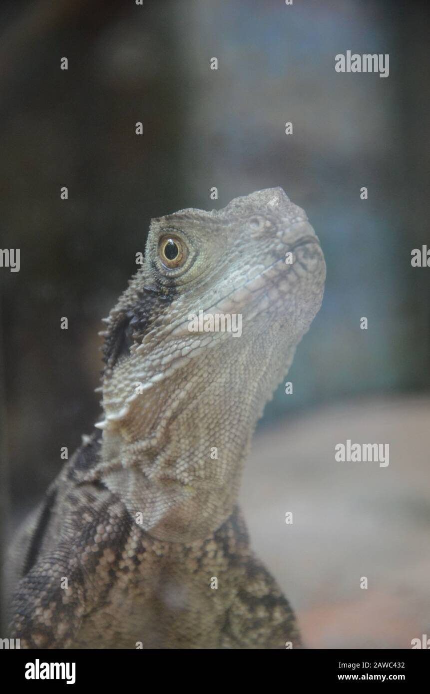 Australian native Jacky Dragon lizard, Amphibolurus muricatus Stock ...