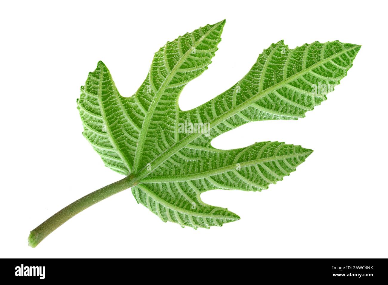 Back side of leaf hi-res stock photography and images - Alamy