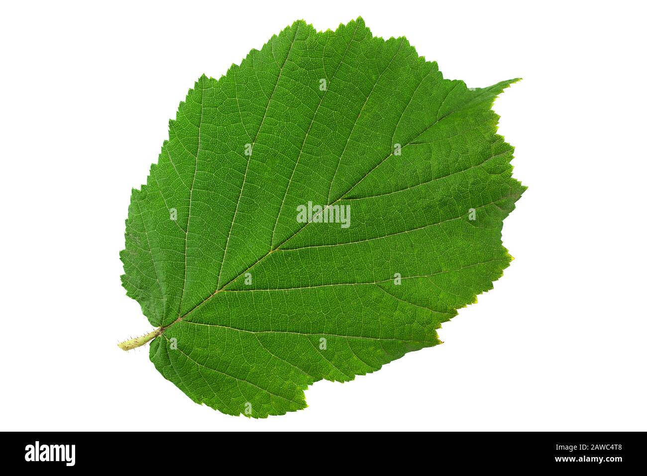 Hazelnut closeup leaf isolated on white background Stock Photo - Alamy
