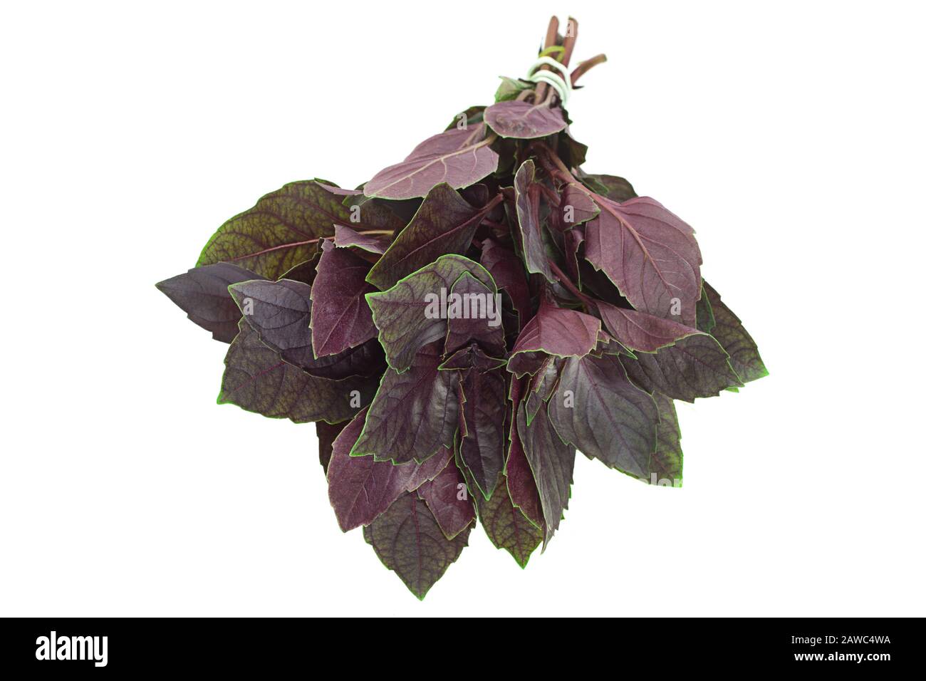 Purple basil herb isolated on white background Stock Photo - Alamy