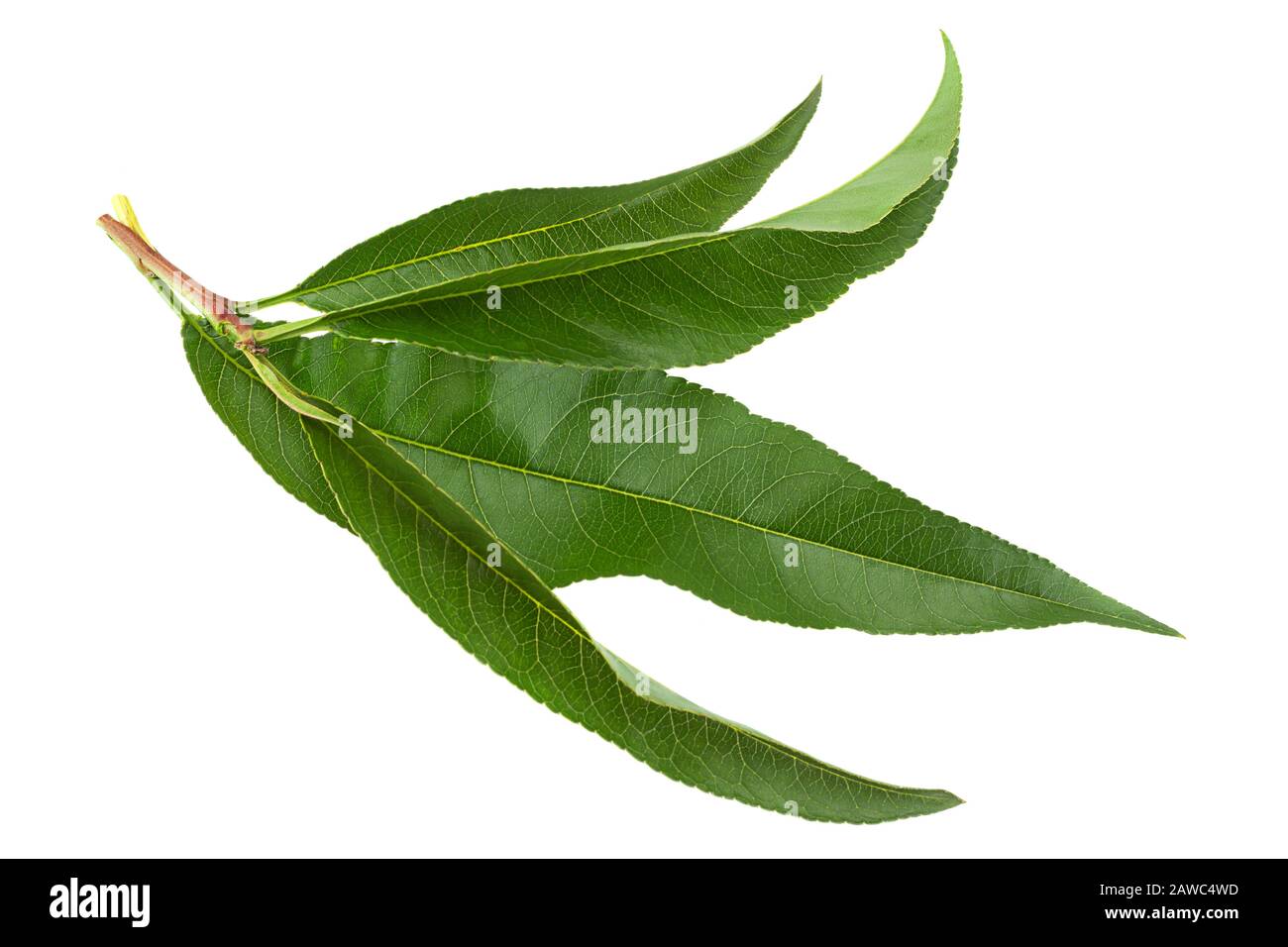 Nectarine fruit closeup leaf isolated on white background Stock Photo ...
