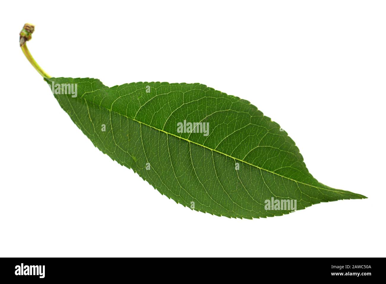 Nectarine fruit closeup leaf isolated on white background Stock Photo ...