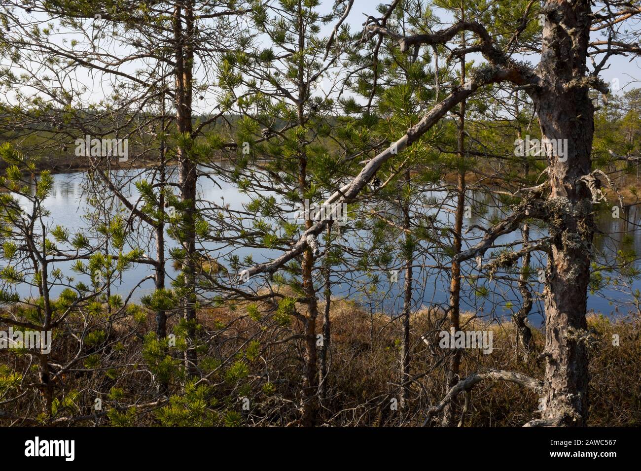 24 April 2019 - Viru Bog, Lahemaa National Park, Estonia - Forest and ...