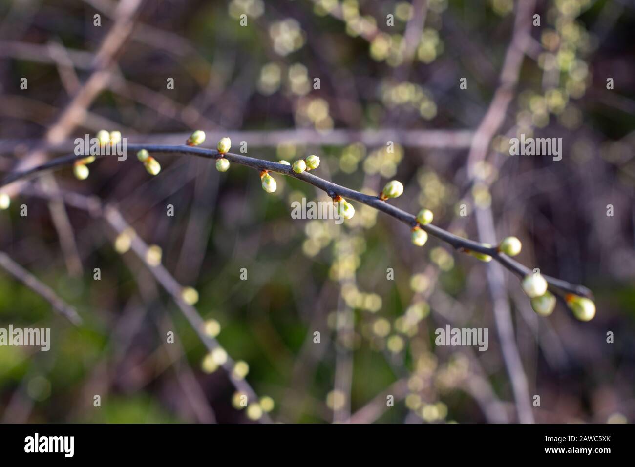 Bourgeonner hi-res stock photography and images - Alamy