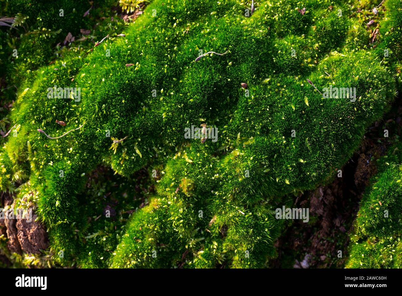 Fond vert hi-res stock photography and images - Alamy
