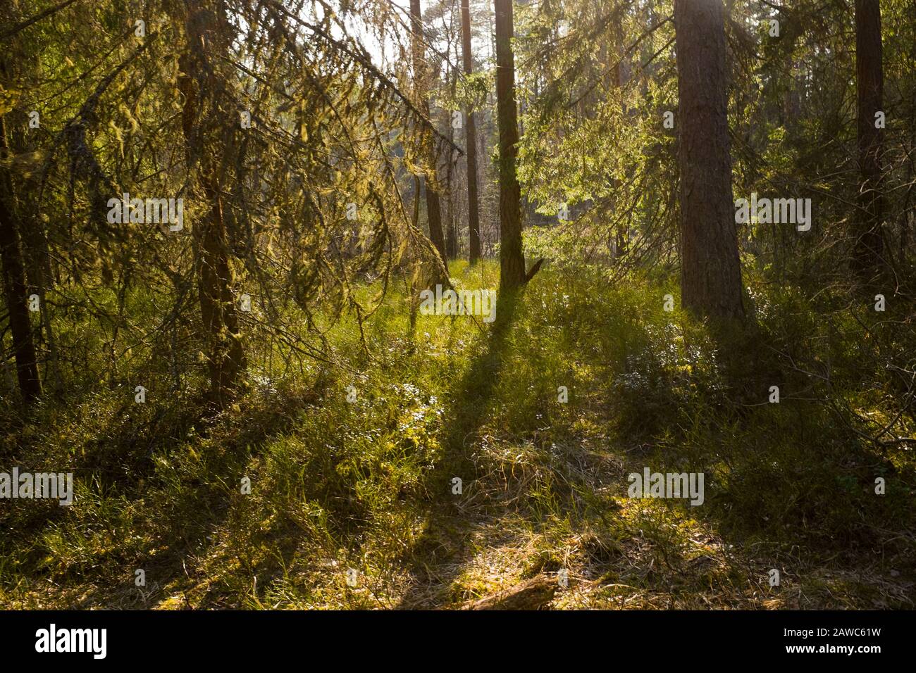 24 April 2019 - Viru Bog, Lahemaa National Park, Estonia - Forest and ...