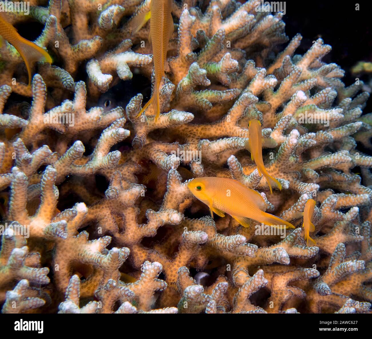 Venator hi-res stock photography and images - Alamy