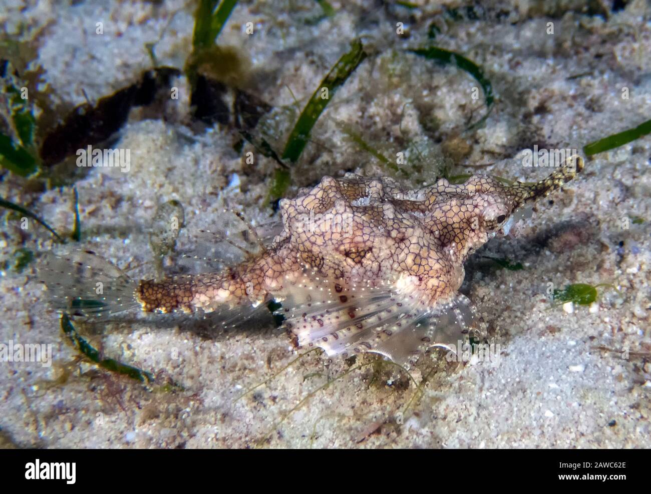 Dragon Sea Moth (Eurypegasus draconis Stock Photo - Alamy