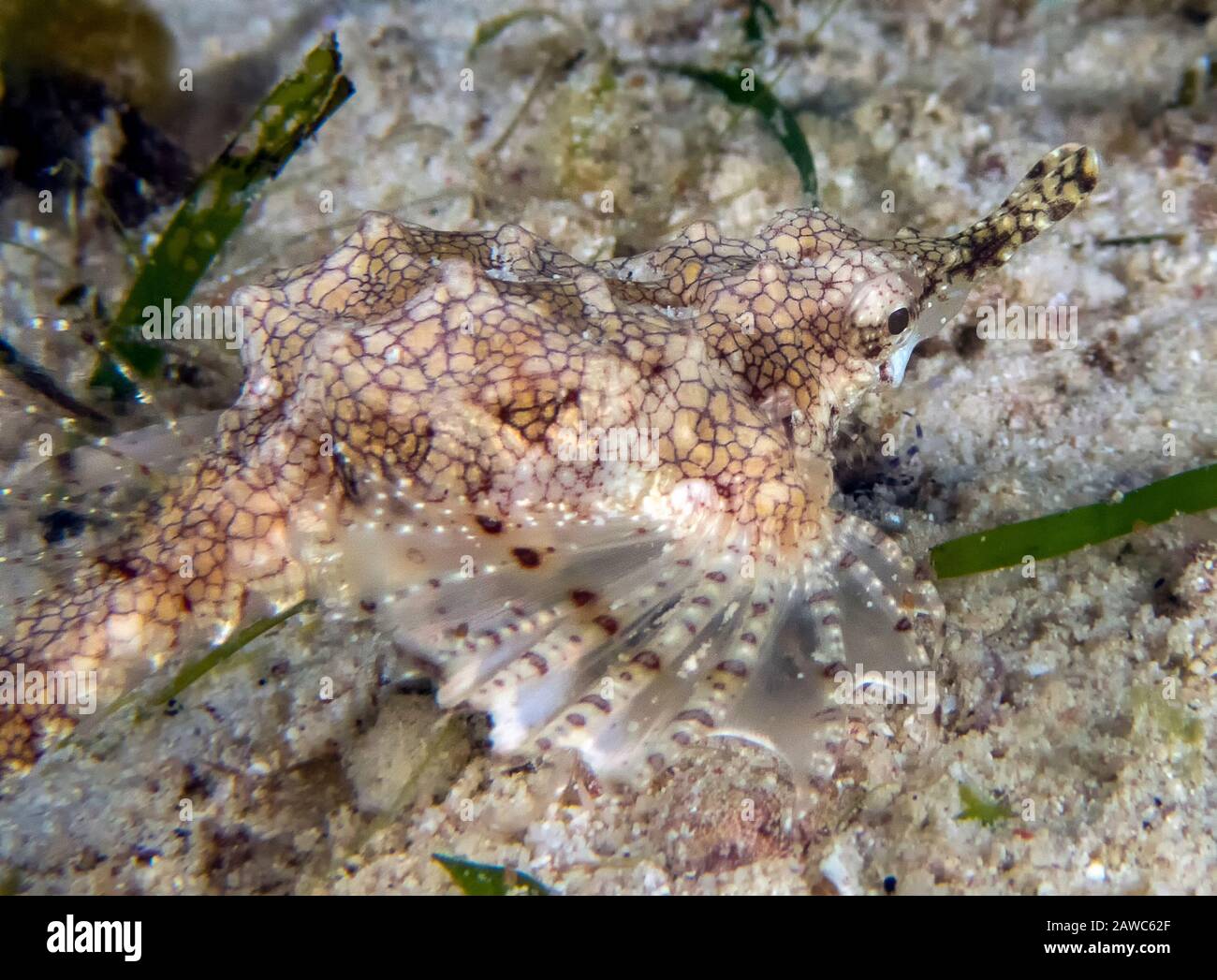 Dragon Sea Moth (Eurypegasus draconis Stock Photo - Alamy