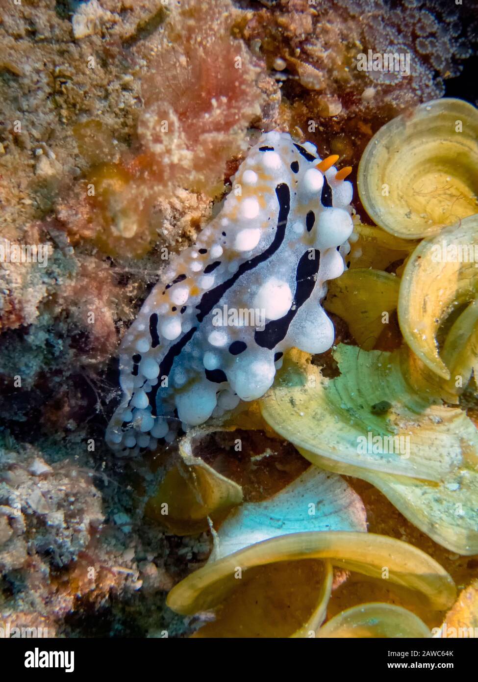 An Elegant Phyllidia (Phyllidia Elegans Stock Photo - Alamy