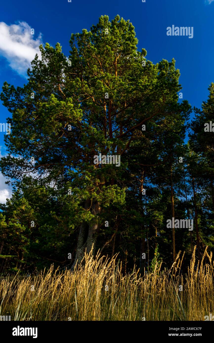 Single tree in the high grass Stock Photo - Alamy