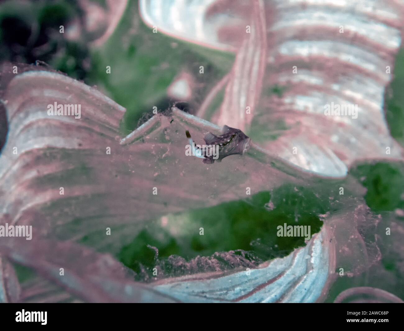 Marine flatworms hi-res stock photography and images - Alamy