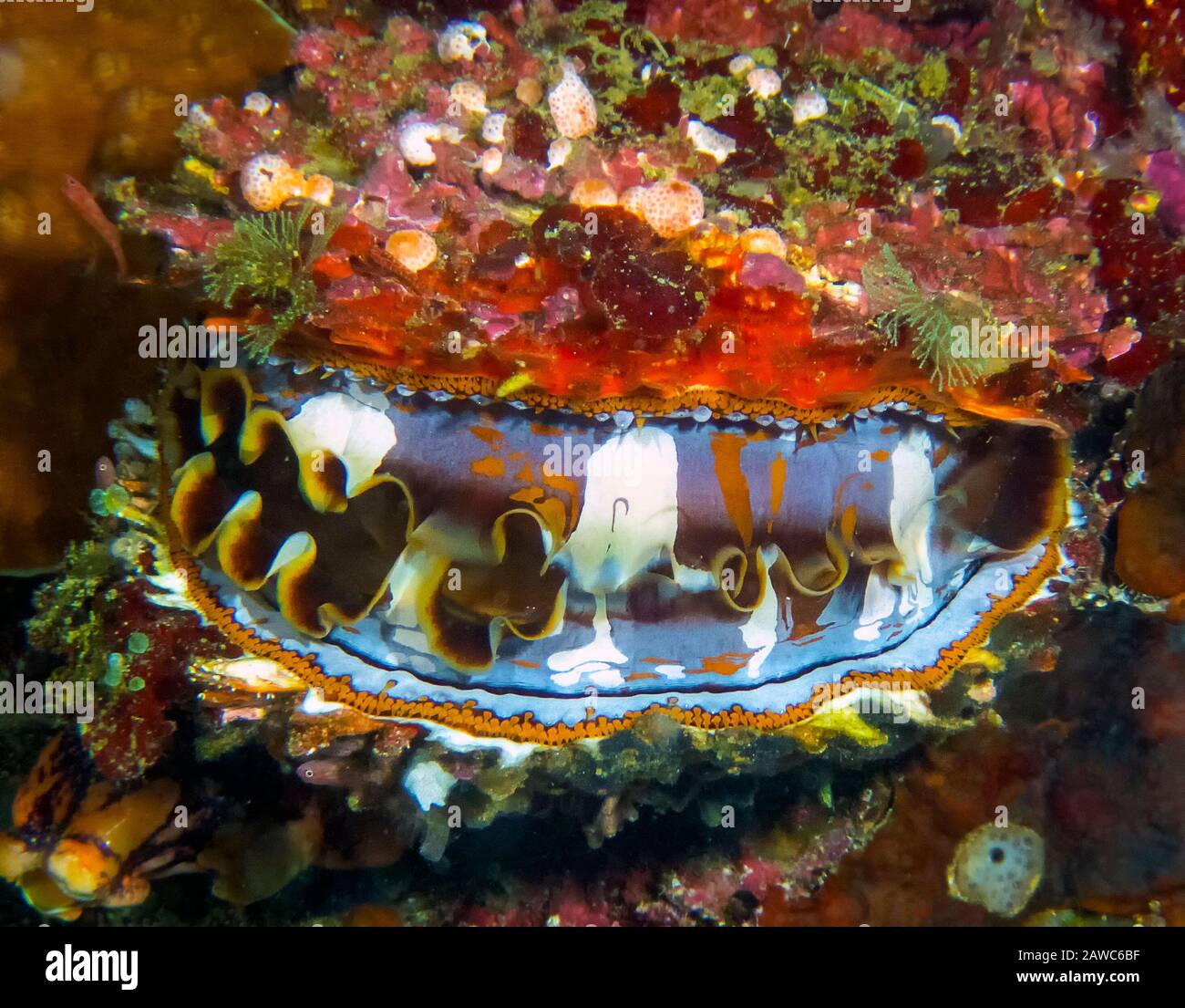 Giant Thorny Oyster (Spondylus varius Stock Photo - Alamy