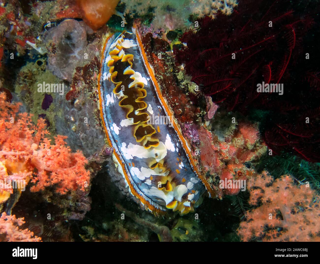 Giant oyster hi-res stock photography and images - Alamy