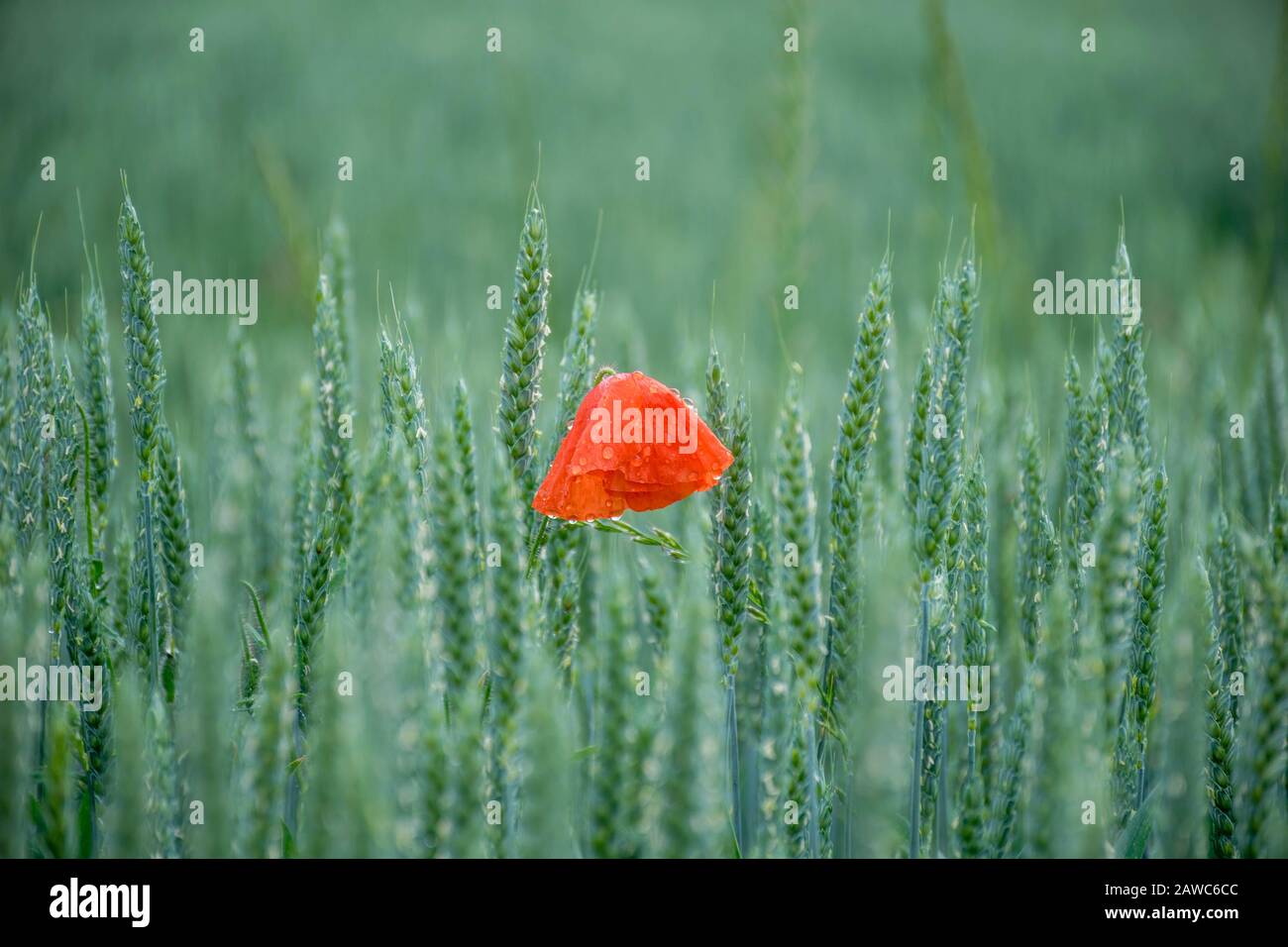 Single Red Poppy in the green field Stock Photo - Alamy