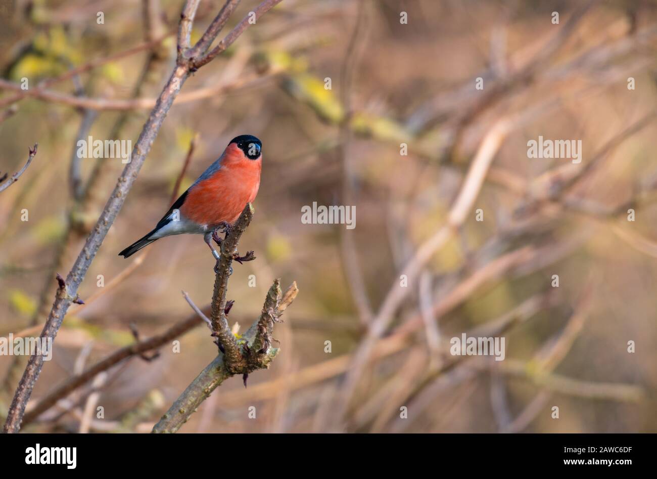 Male Bull Finch, Northumberland, England Stock Photo - Alamy