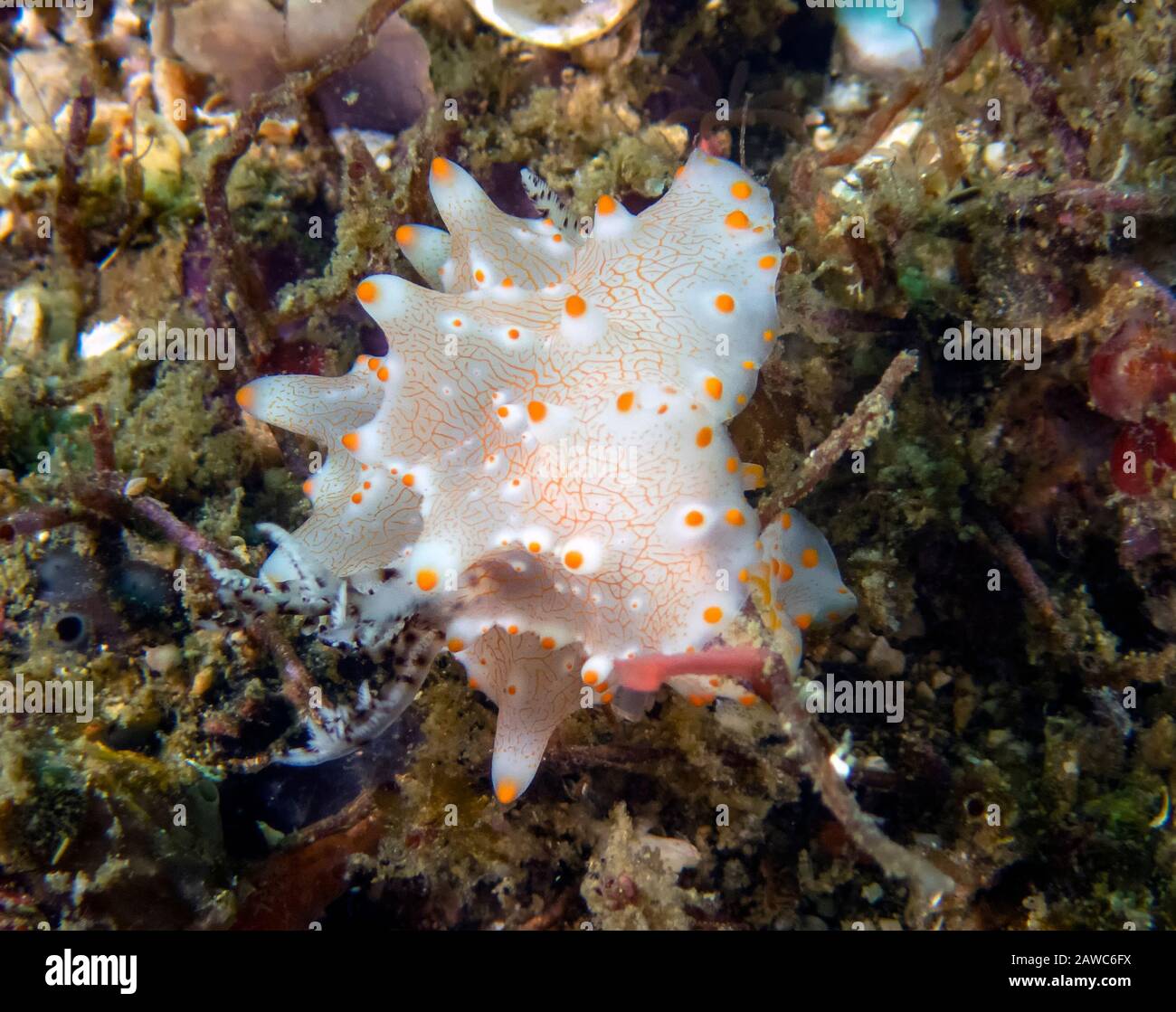 Nudibranch halgerda batangas hi-res stock photography and images - Alamy