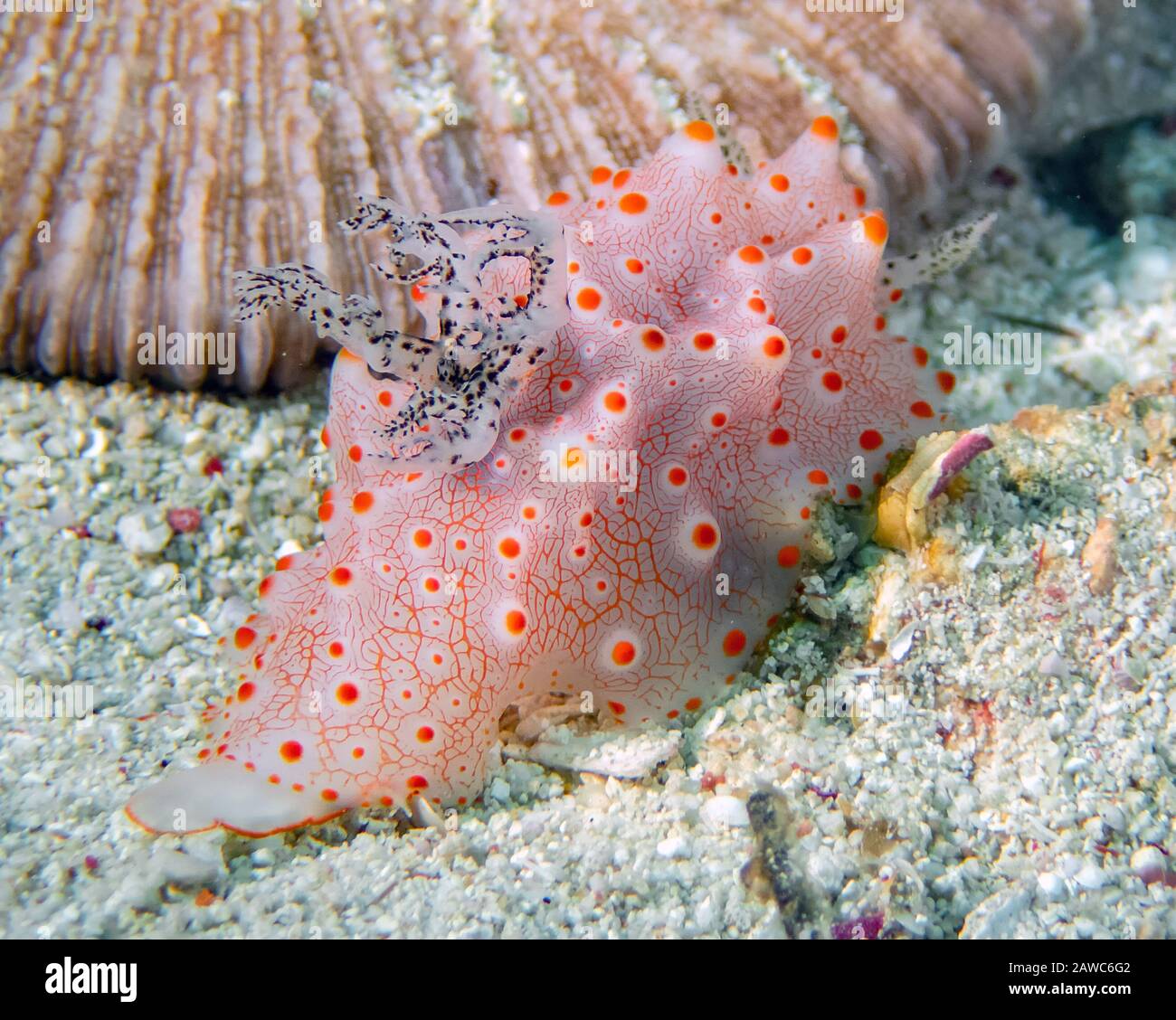Nudibranch halgerda batangas hi-res stock photography and images - Alamy