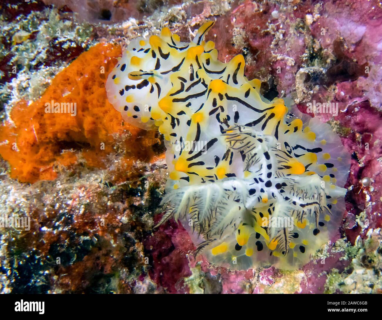 Halgerda species hi-res stock photography and images - Alamy
