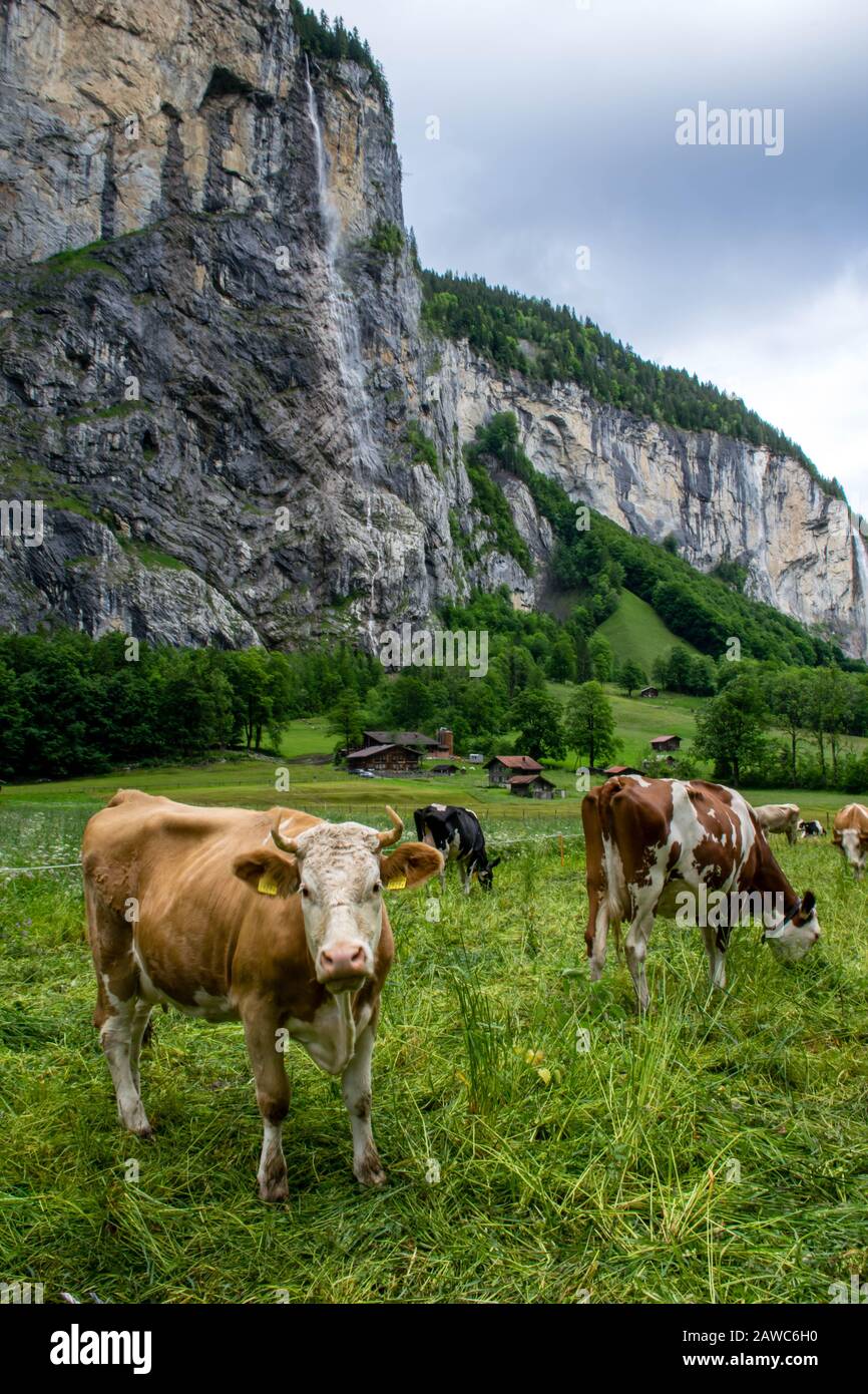 Cows in the mountains valley, Grindelwald Switzerland Stock Photo - Alamy