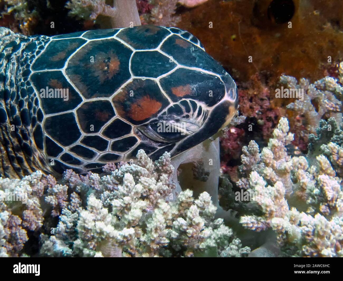 The head of a Hawksbill Turtle (Eretmochelys imbricata Stock Photo - Alamy