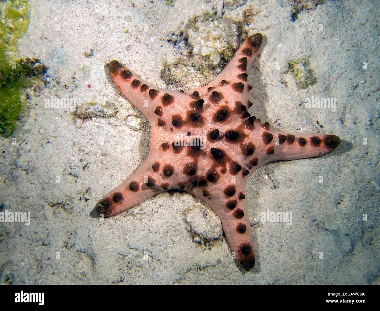 Horned Sea Star (Protoreaster nodosus Stock Photo - Alamy