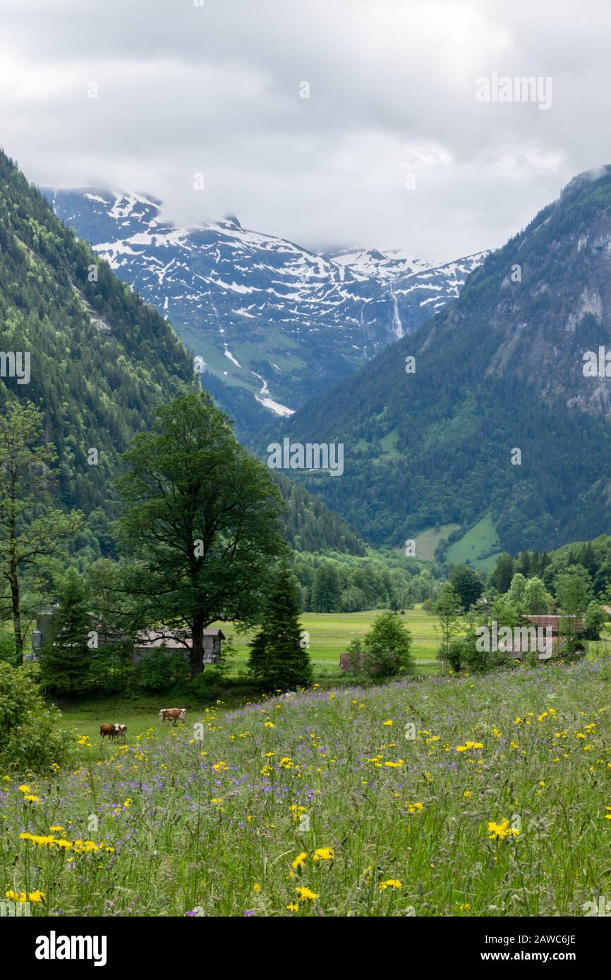 Fairy flouwerish valley in Alps snow peak mountains, Switzerland Stock ...