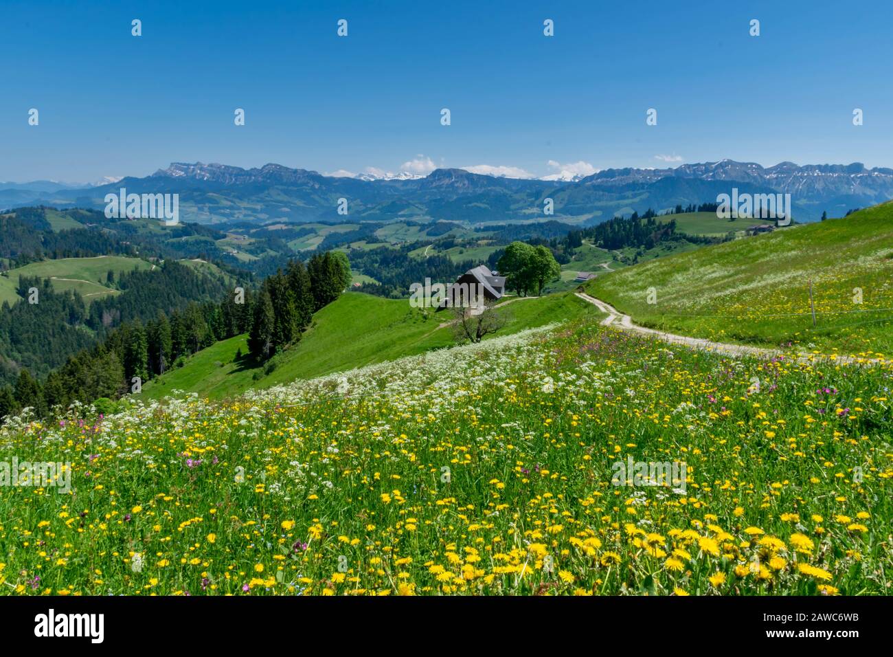 Floral field with many flowers in Alps mountains, Switzerland Stock ...