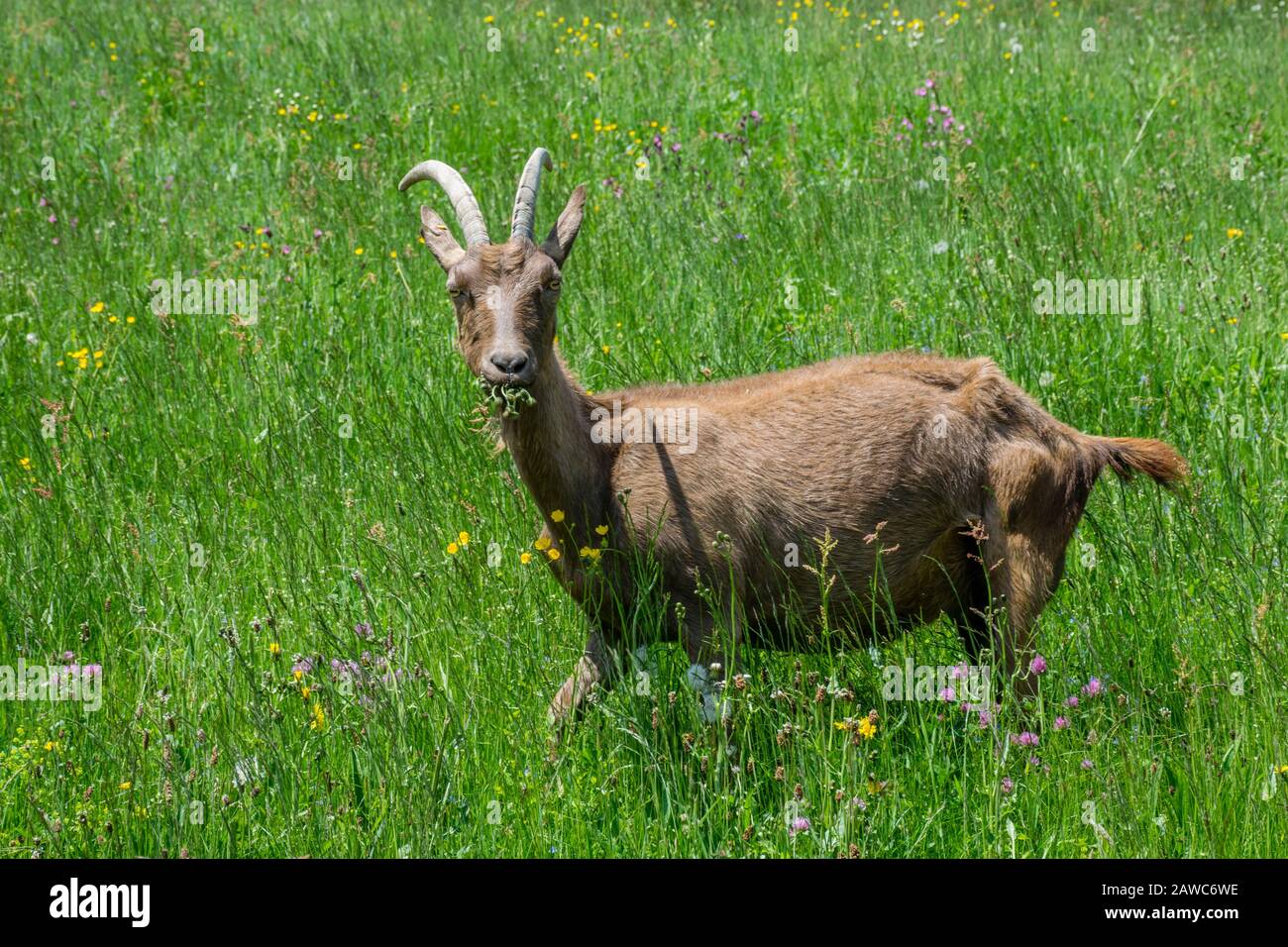 Single goat hi-res stock photography and images - Alamy