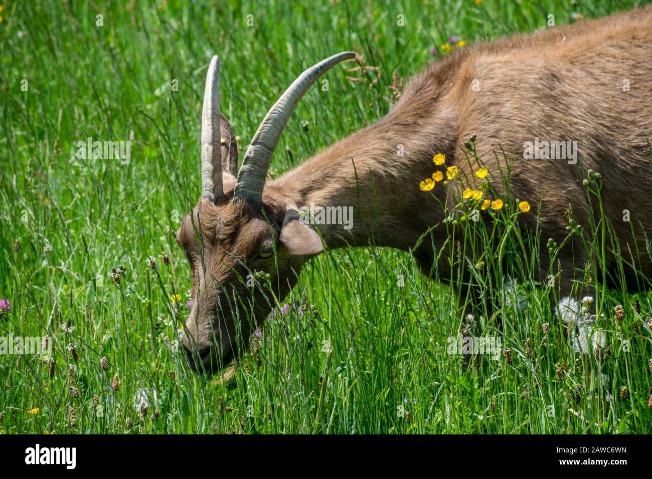 Single goat in the green grass Stock Photo - Alamy