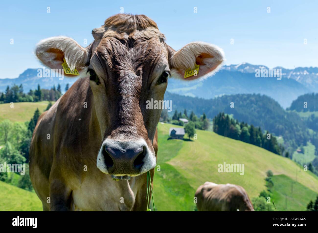 Brown cow in Alps mountains, Switzerland Stock Photo - Alamy