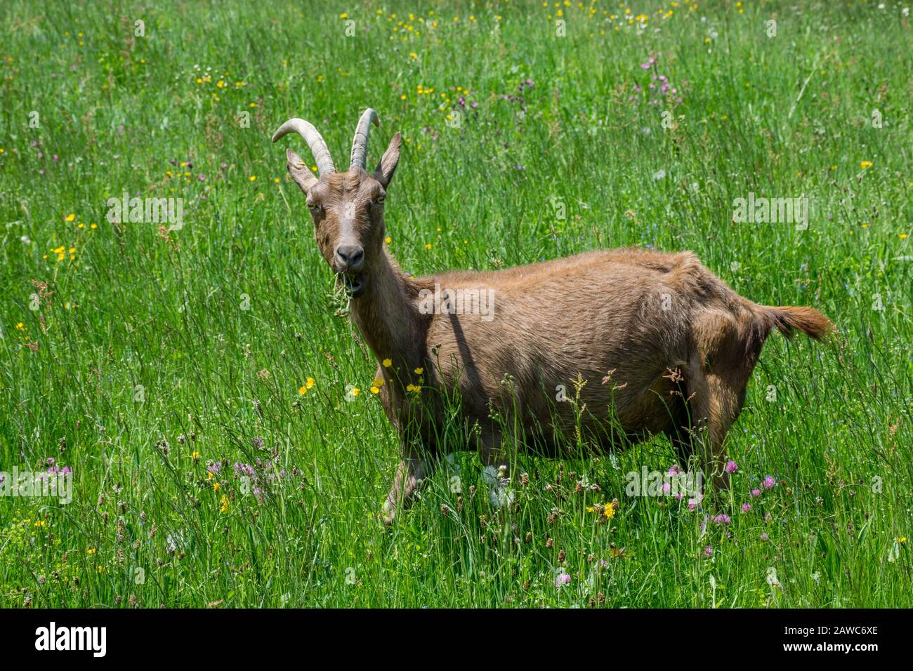 Single goat in the green grass Stock Photo - Alamy