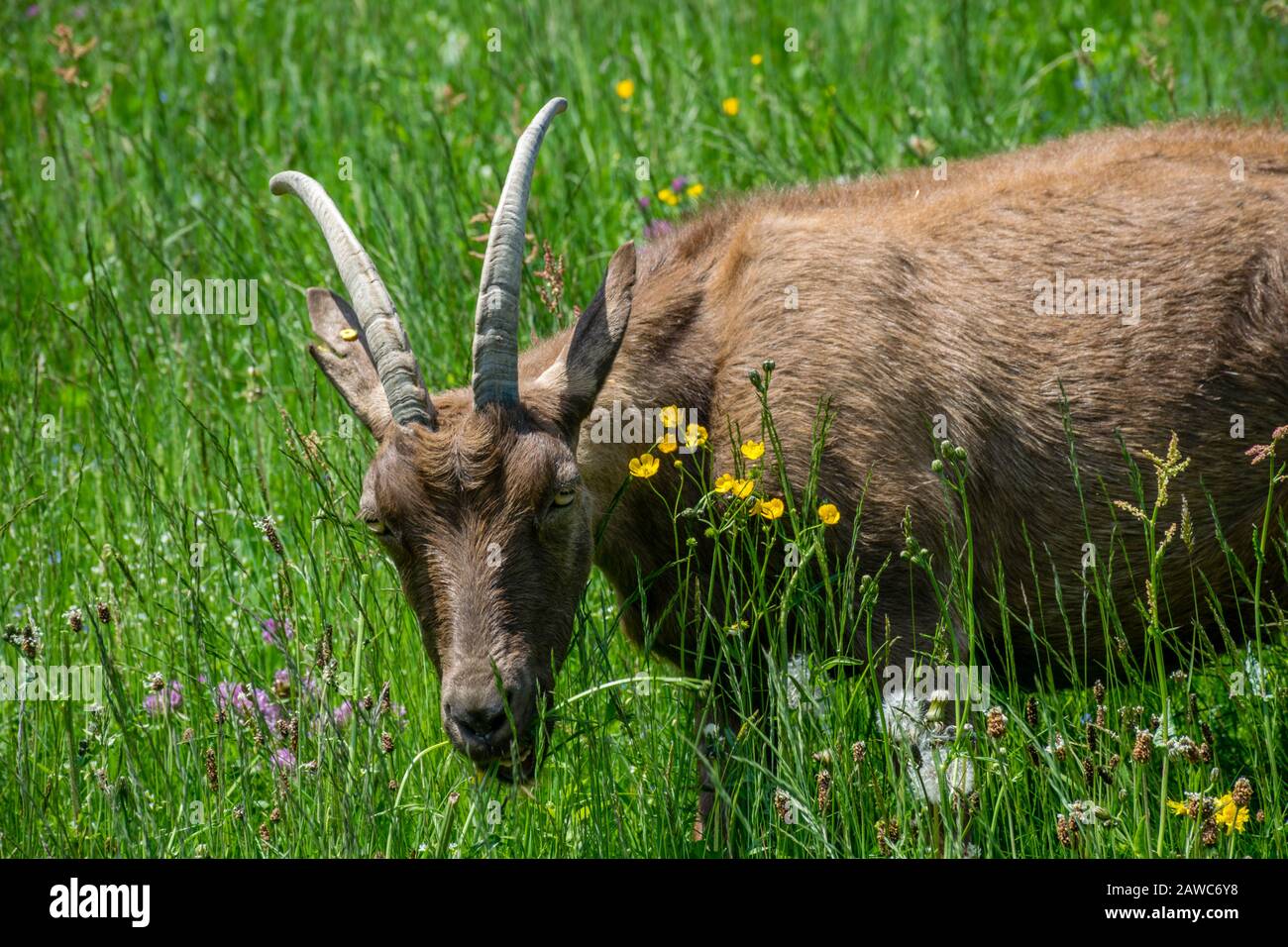 Single goat in the green grass Stock Photo - Alamy
