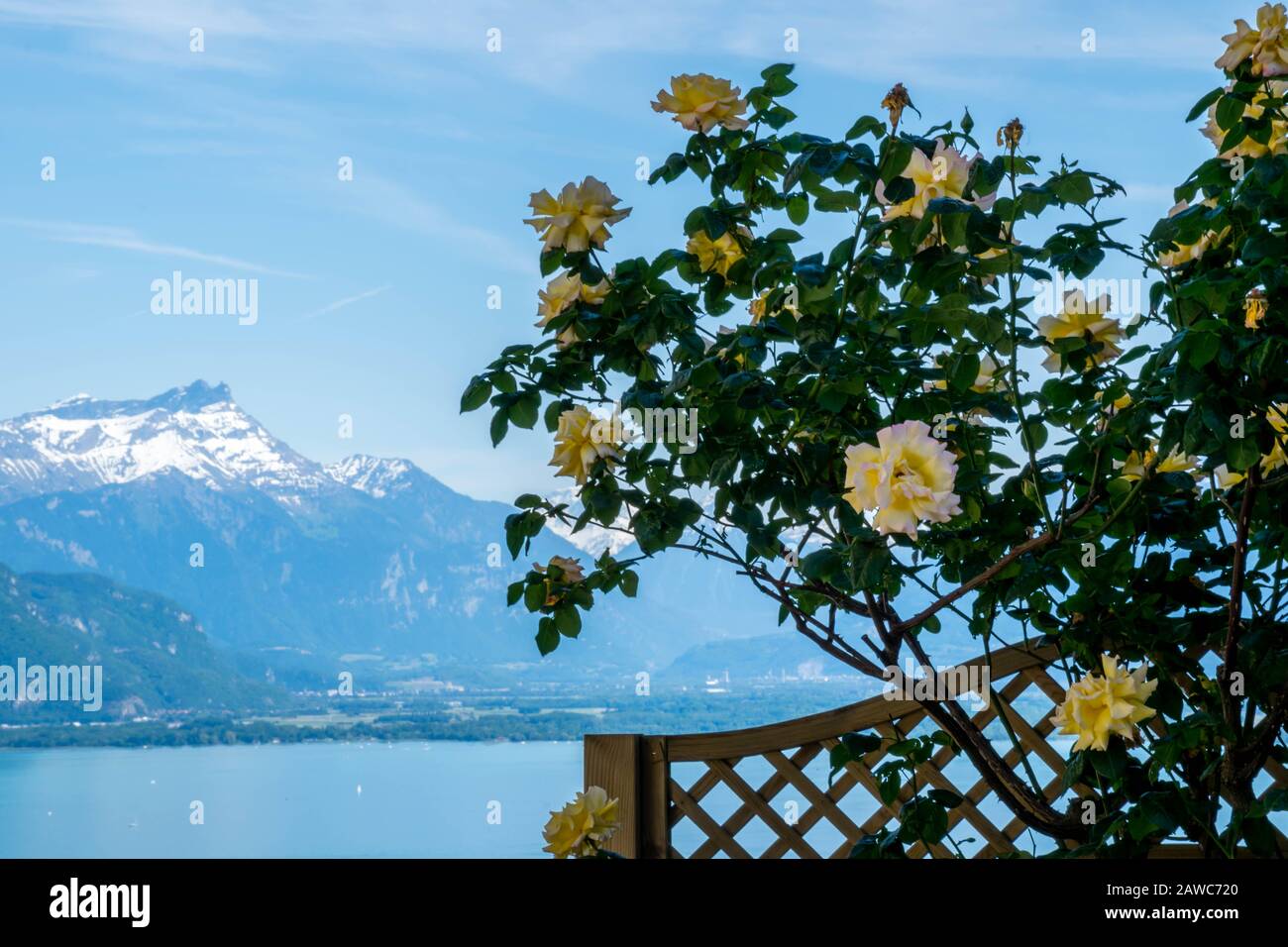 Roses with mountains view hi-res stock photography and images - Alamy