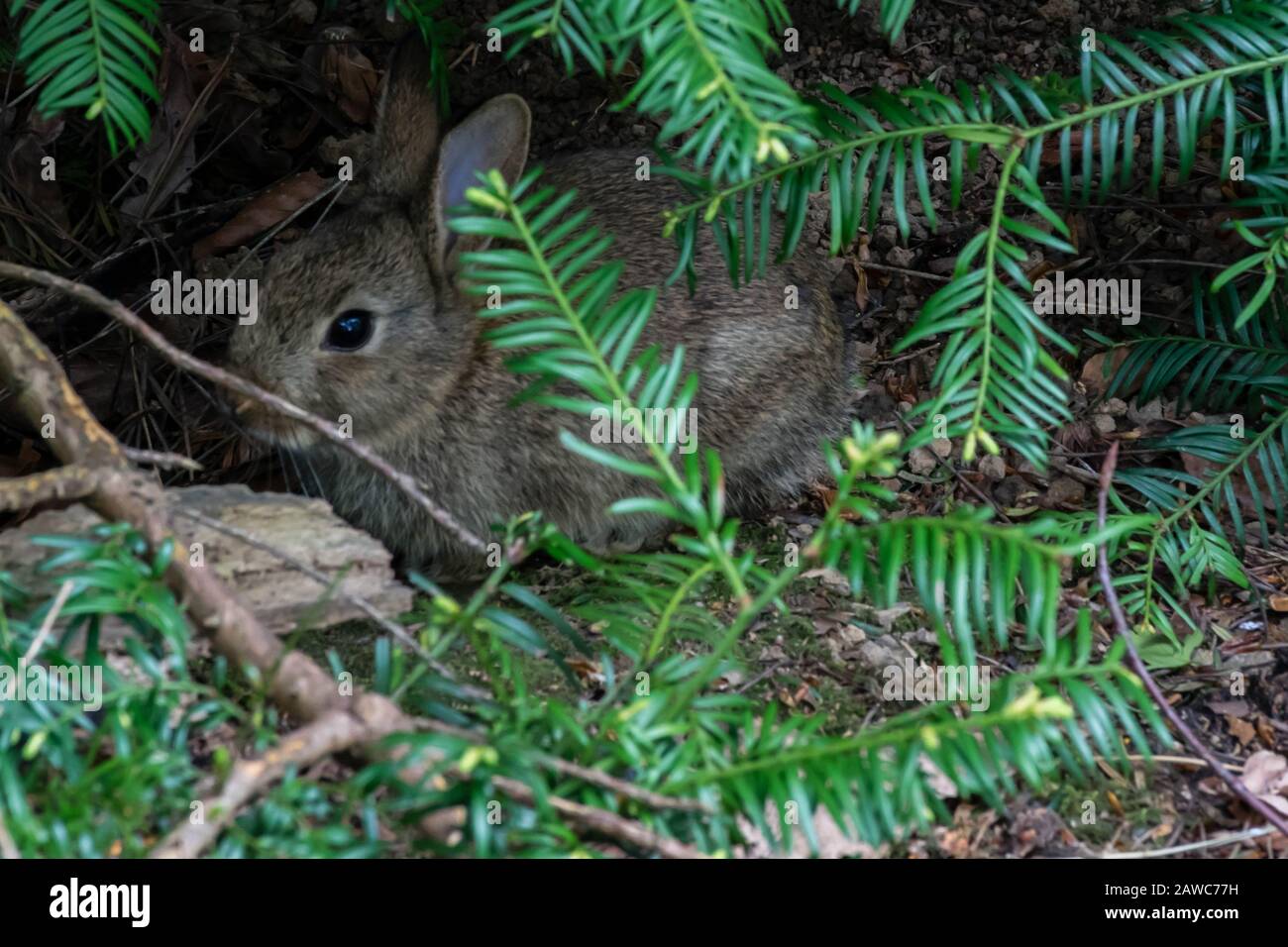 Rabbit under tree hi-res stock photography and images - Alamy