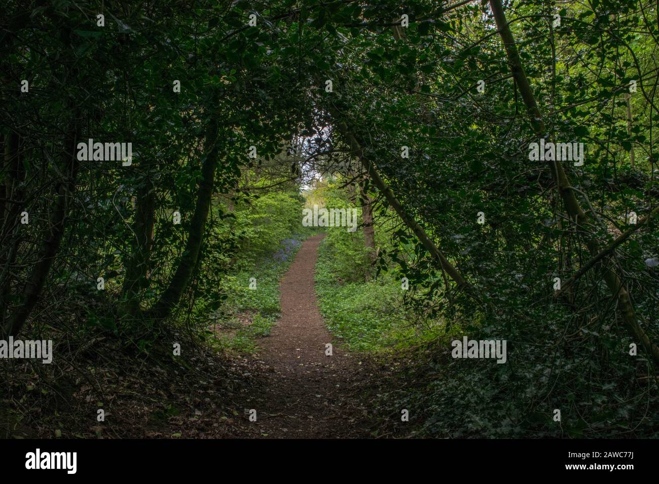 Spring forest walk hi-res stock photography and images - Alamy