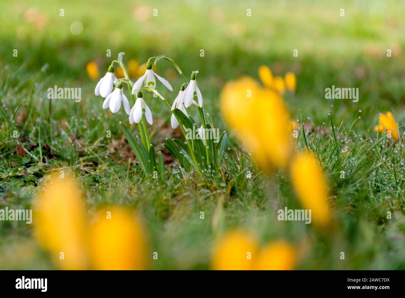 Crocuses and snowdrops hi-res stock photography and images - Alamy