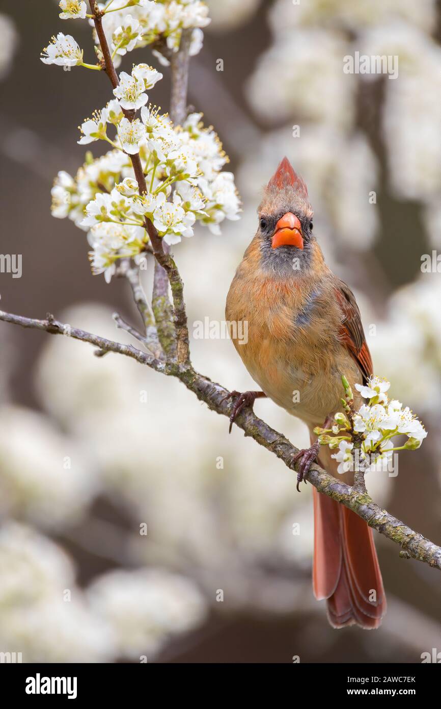 Northern cardinal in tree hi-res stock photography and images - Alamy