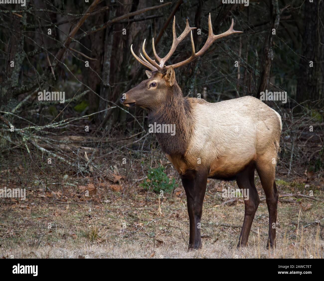 Pass of the calves hi-res stock photography and images - Alamy