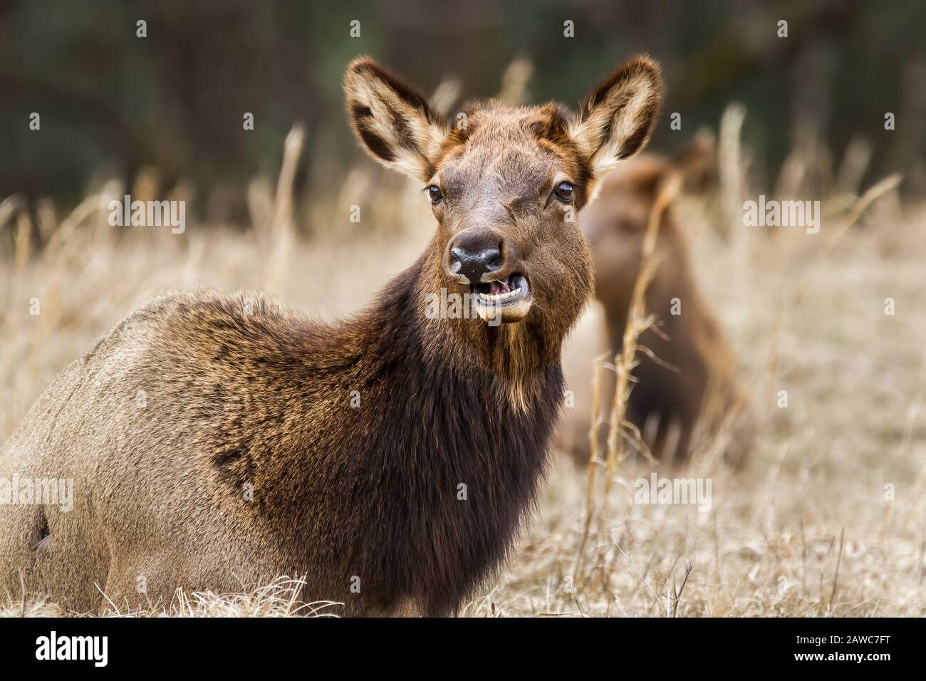 A cow elk chewing the cud Stock Photo - Alamy