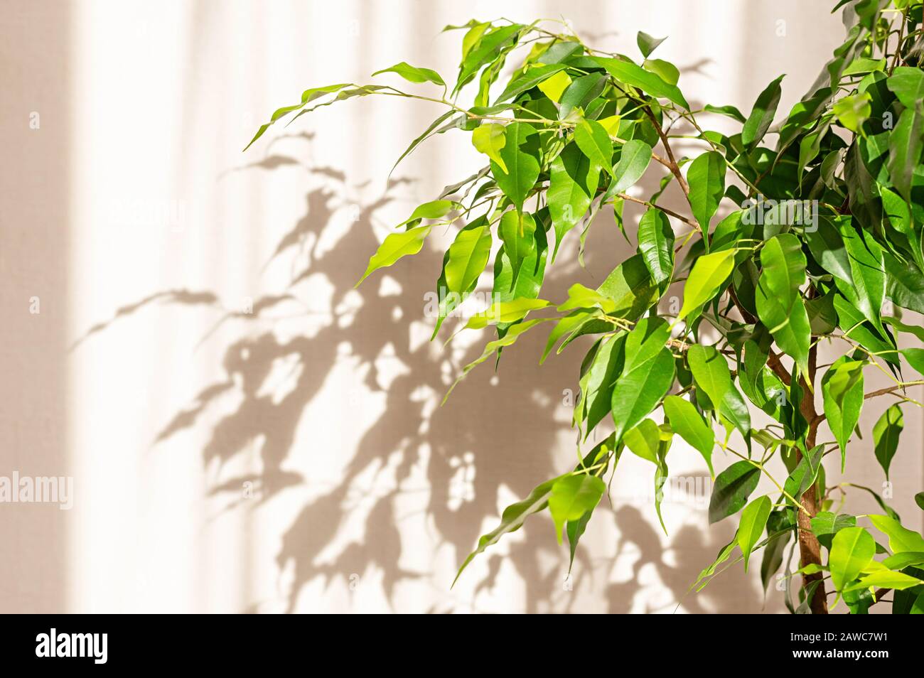 Ficus Benjamina (Ficus Benjamina) on the background of a light wall in ...